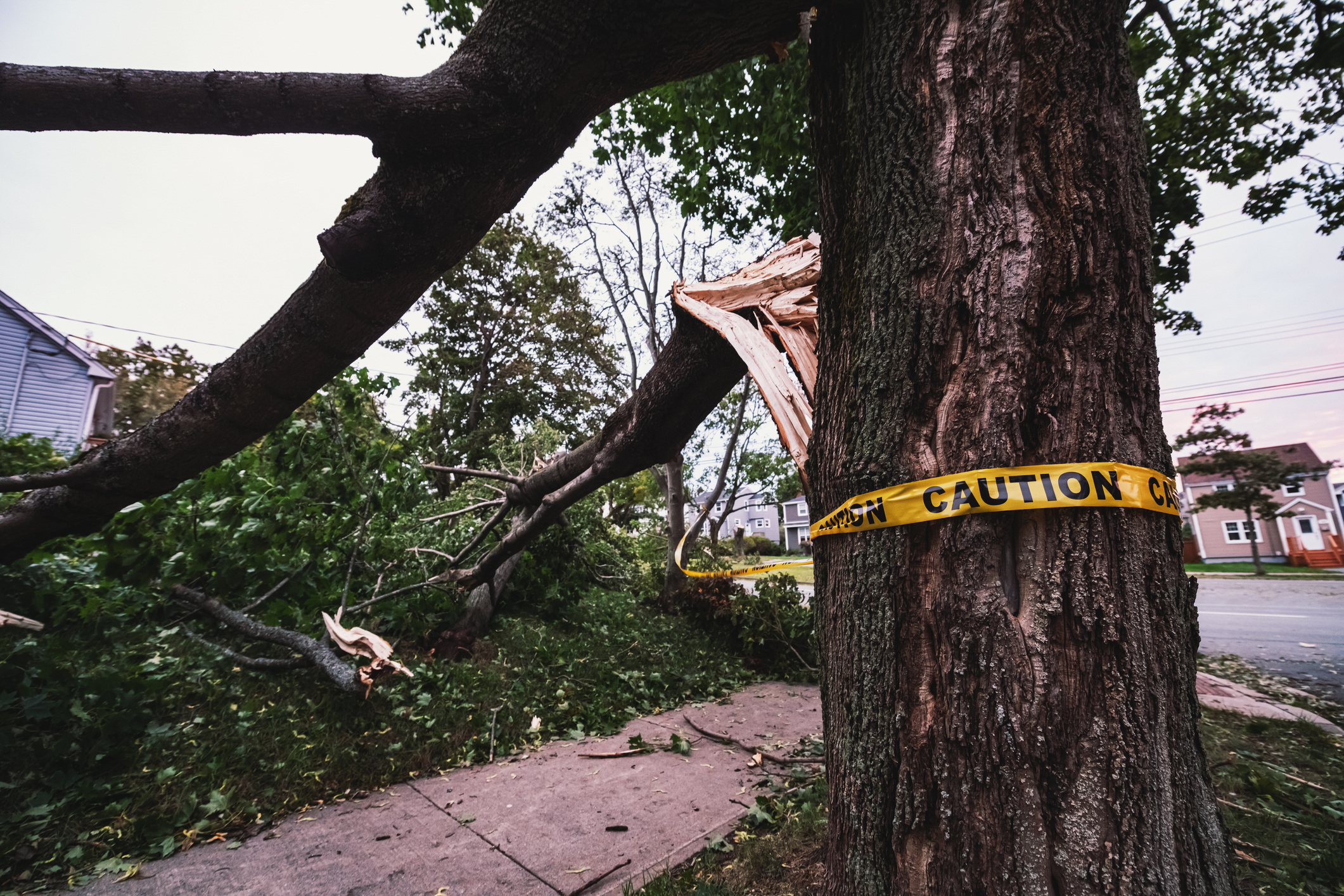 Georgia mother, newborn twins die after tree crashes through roof amid ...